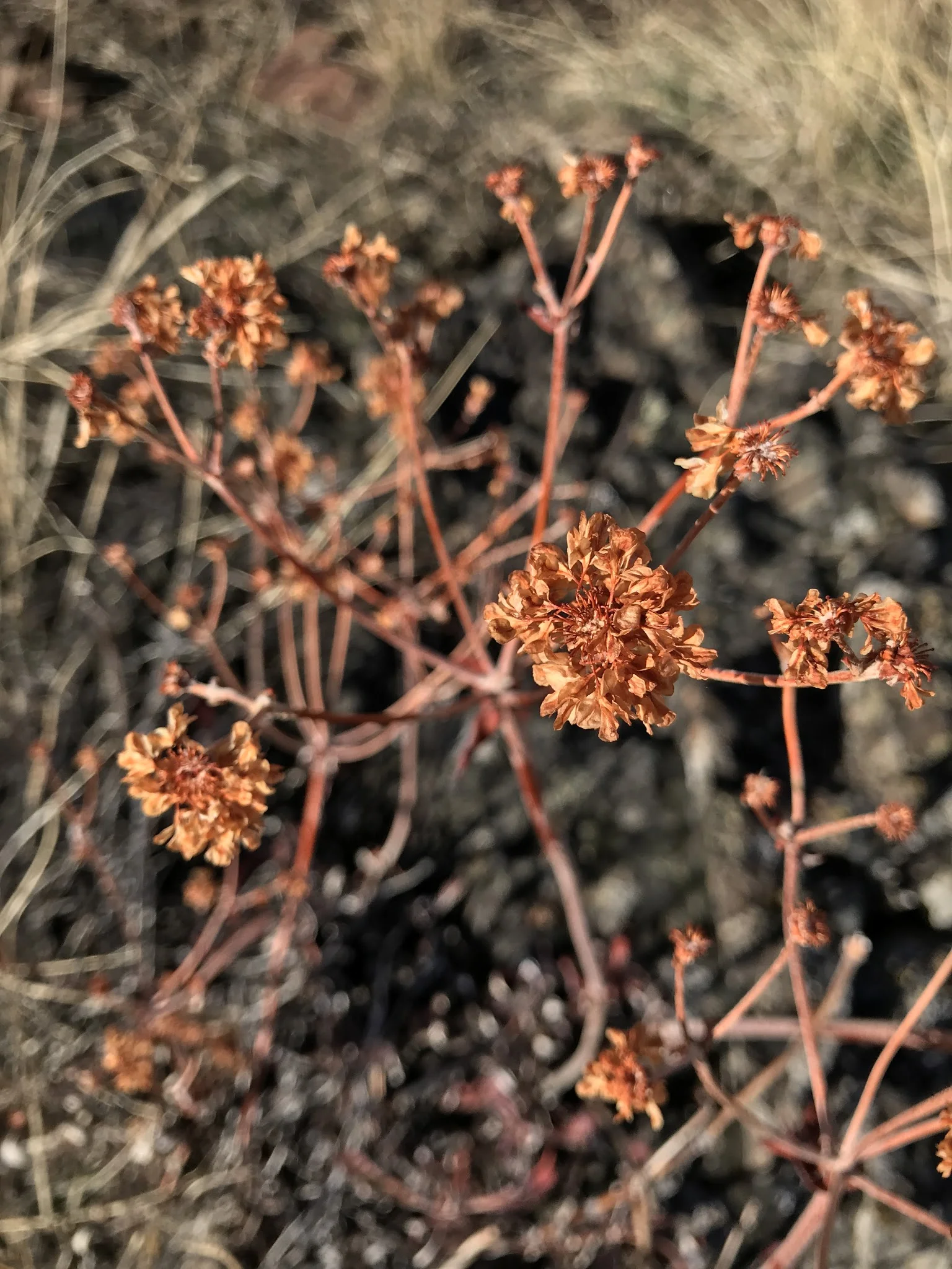 Zumwalt Part II — Alyse Lansing - Landscape Design, and Garden ...