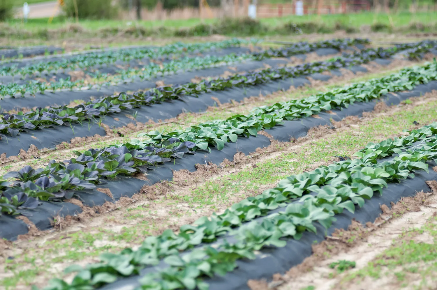 See the Farm — Two Dog Farms