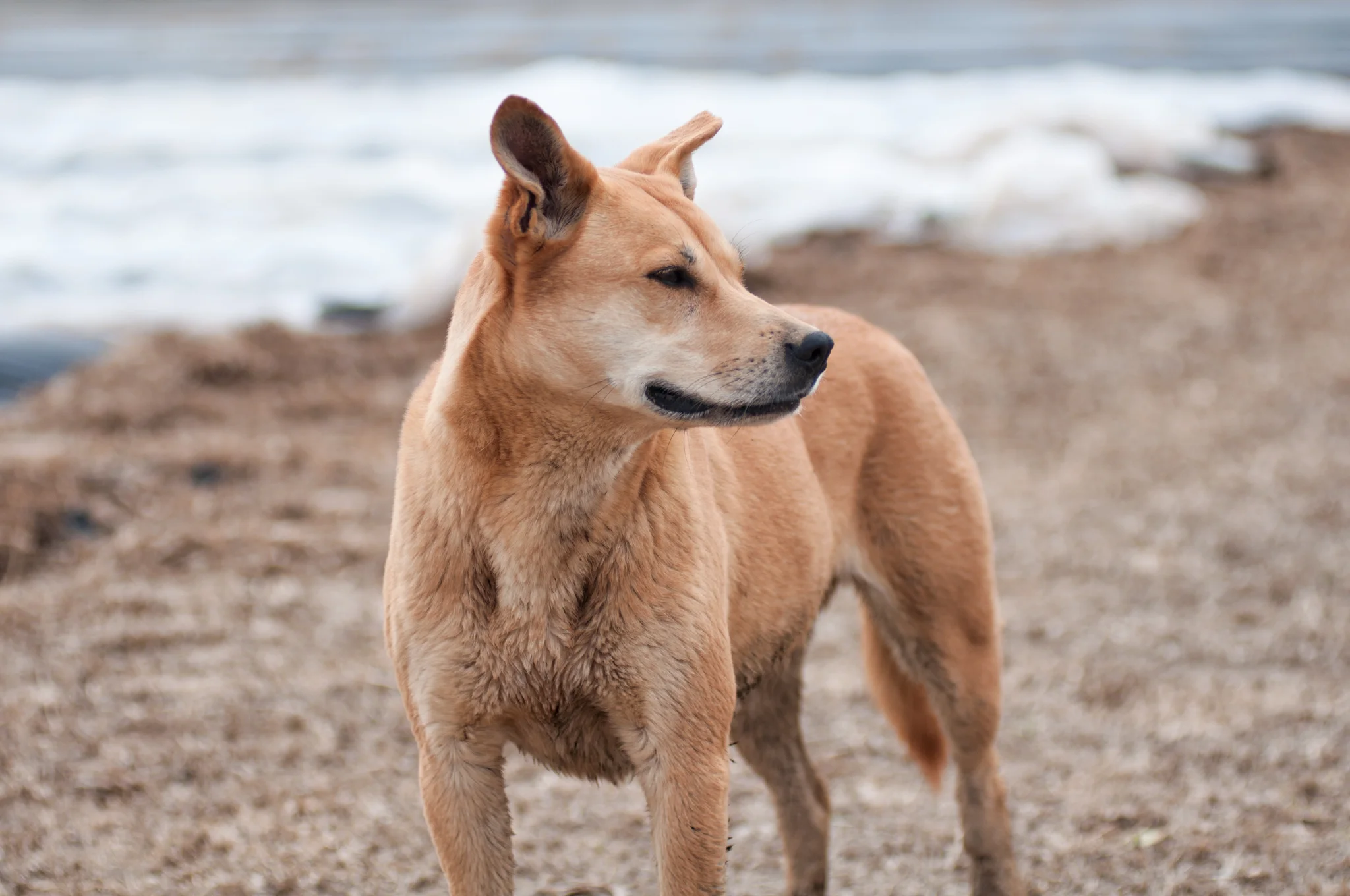 See the Farm — Two Dog Farms