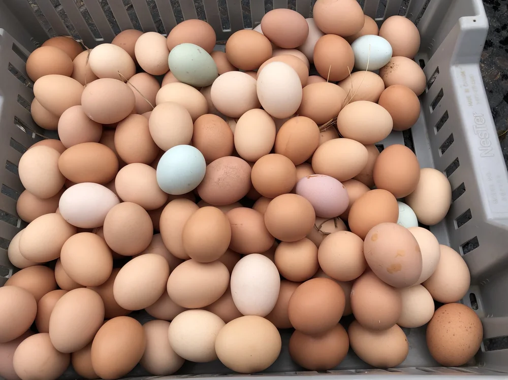 CSA — Two Dog Farms