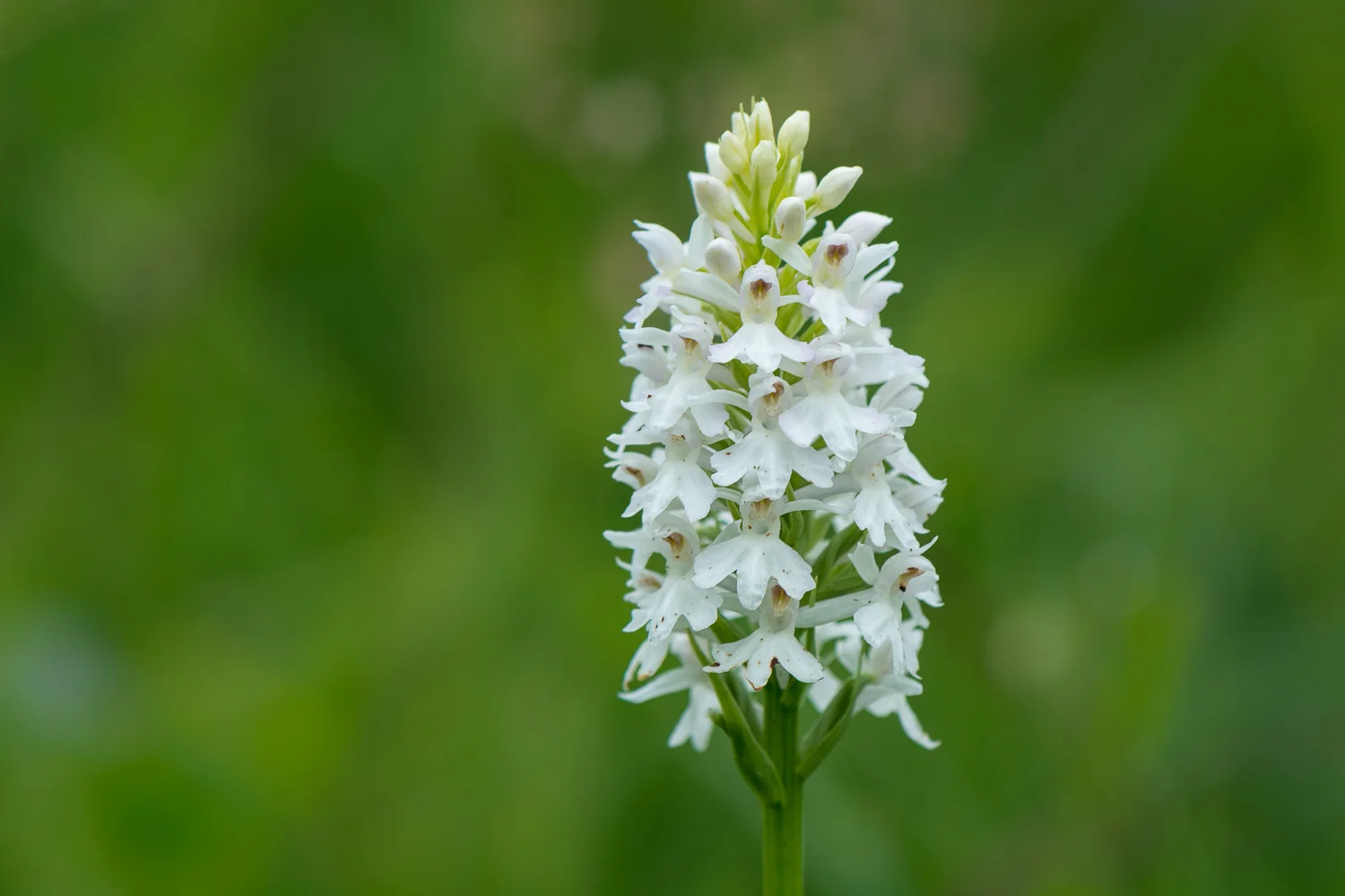 Burren Orchids — Judith Vega
