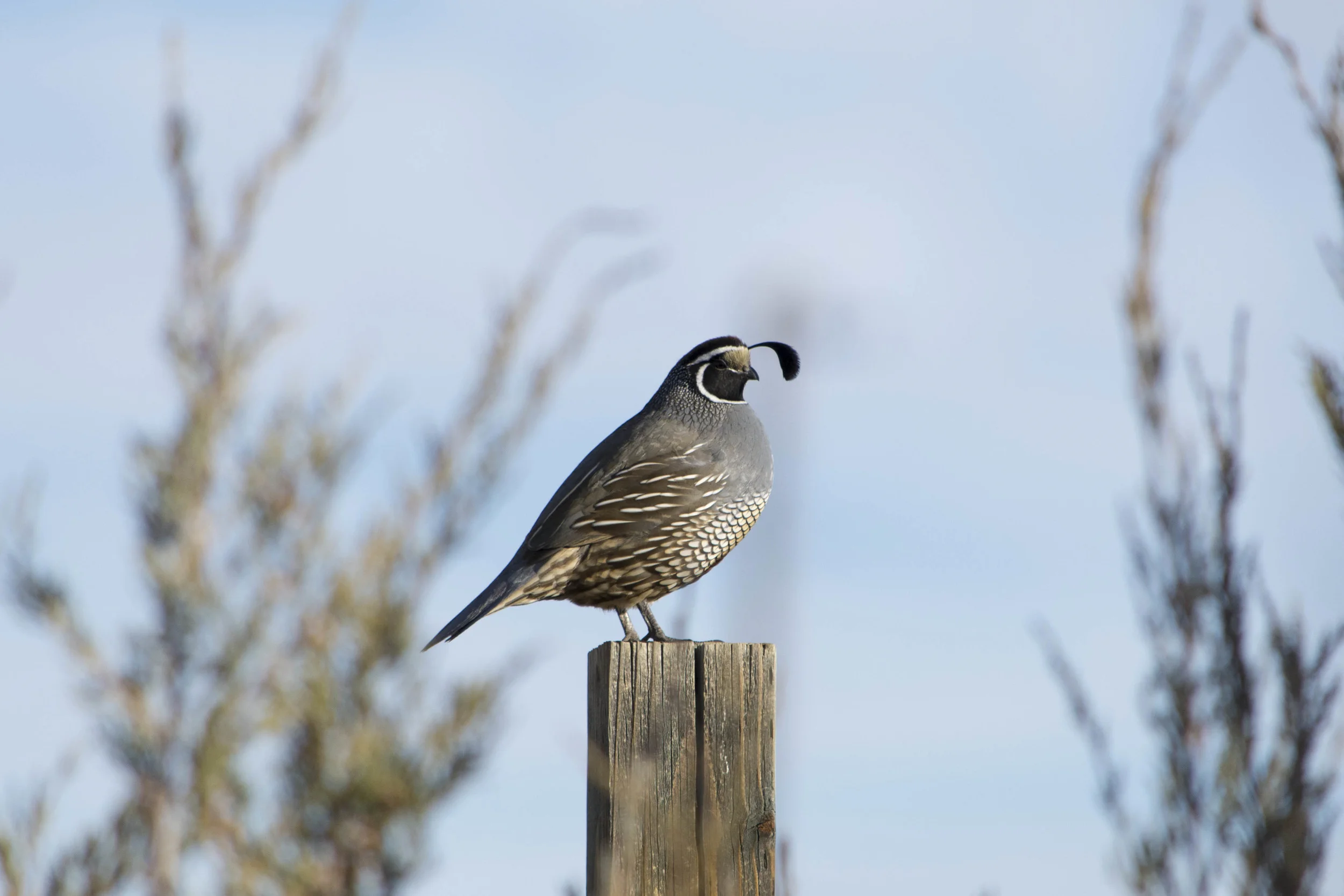 Nevada Bird Count — Great Basin Bird Observatory