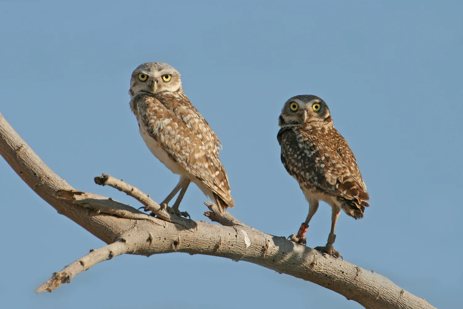 Birding in Nevada — Great Basin Bird Observatory
