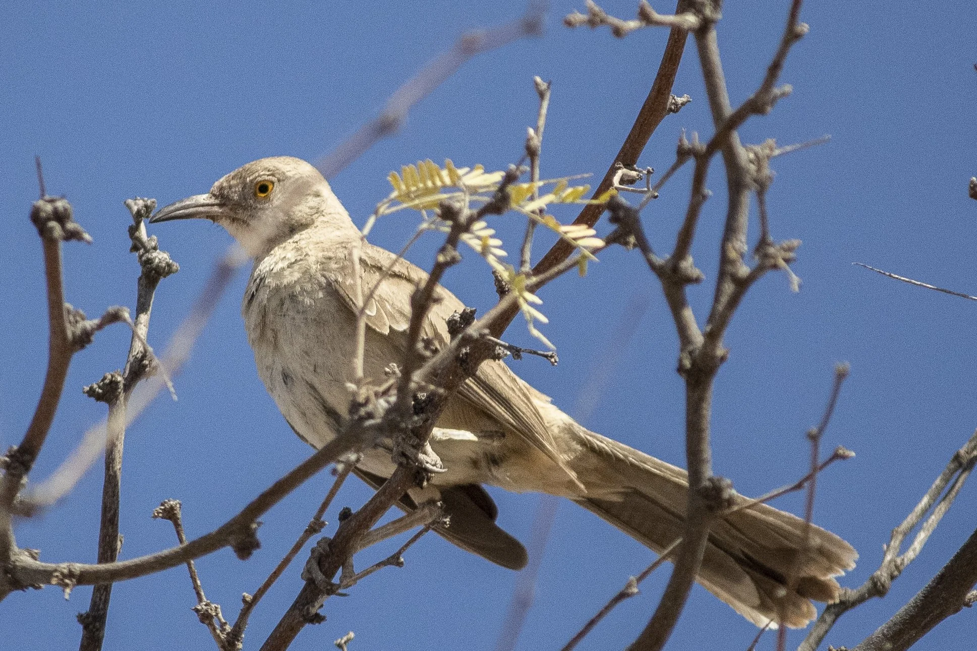 Avi Kwa Ame Desert Thrasher Workshop — Great Basin Bird Observatory