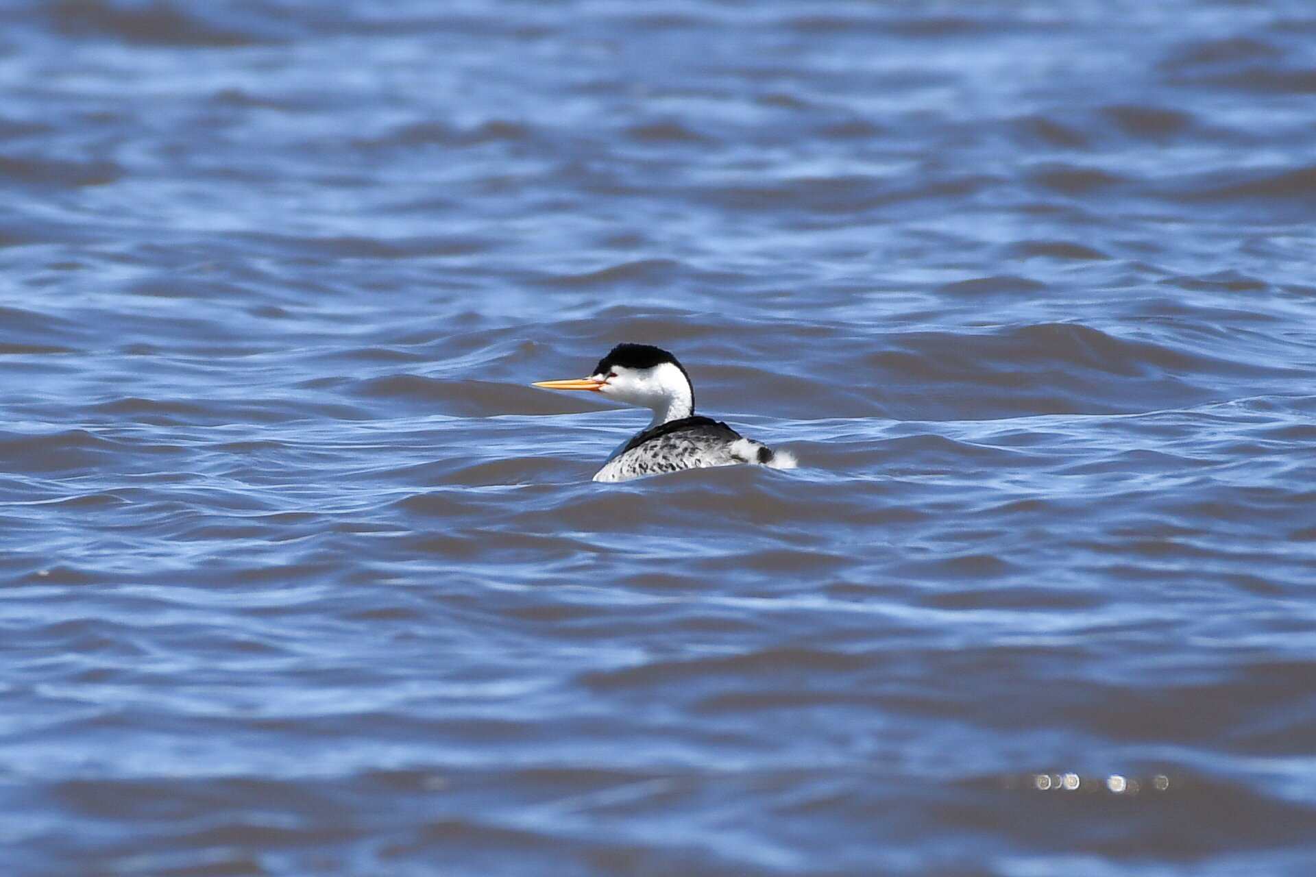Great Basin Bird Observatory