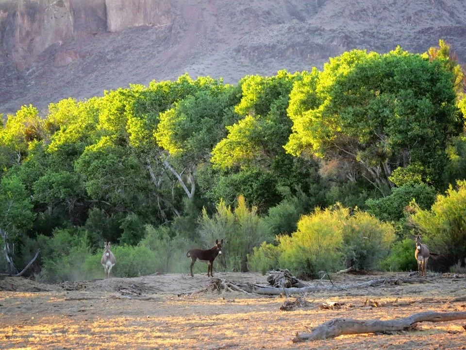Arizona Bird Monitoring — Great Basin Bird Observatory