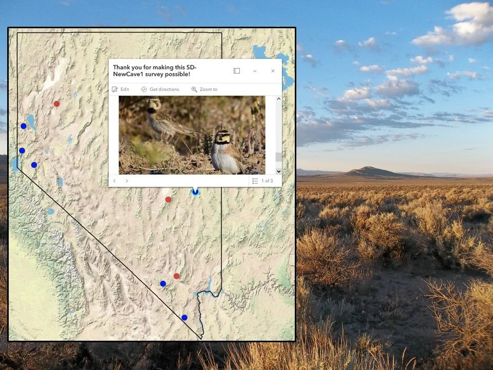 Adopted Surveys 2022-2025 — Great Basin Bird Observatory