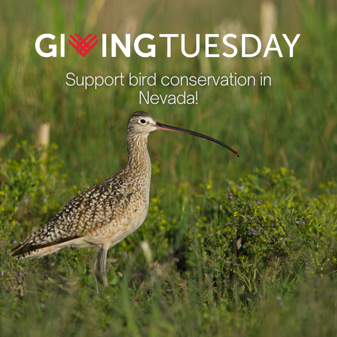 Adopt-a-Transect — Great Basin Bird Observatory