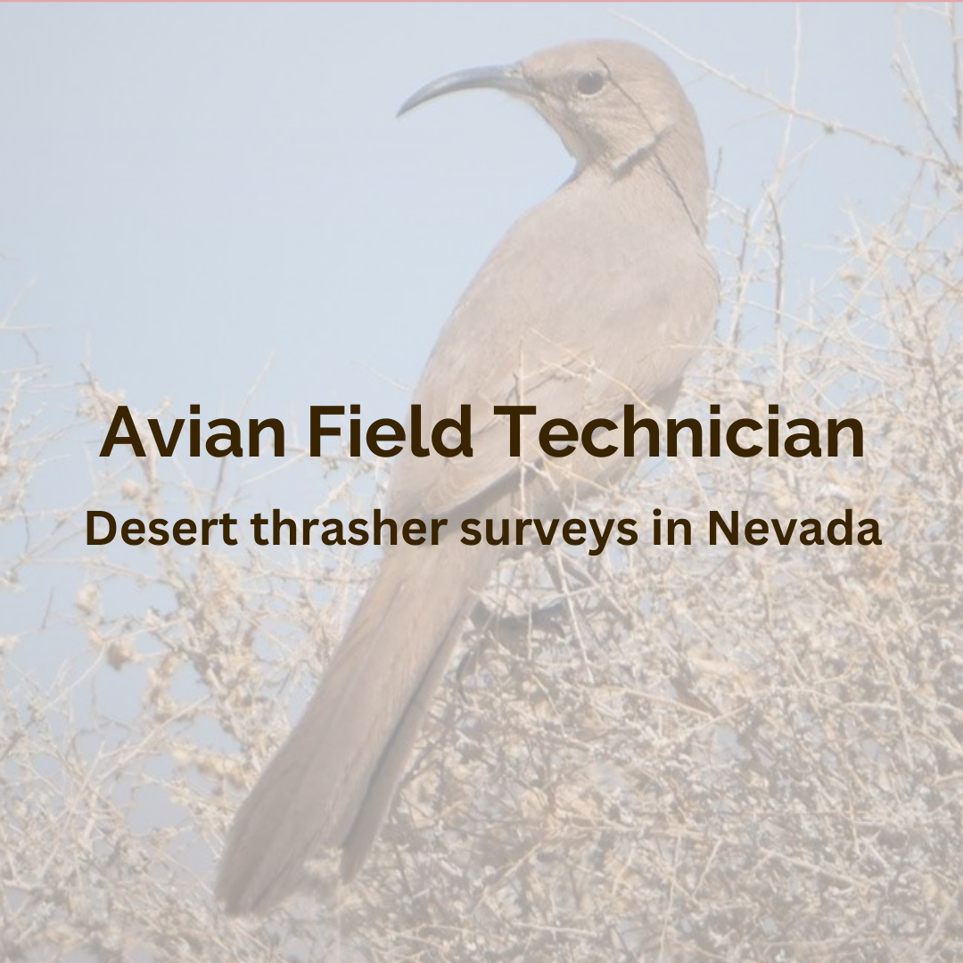 Job Opportunities — Great Basin Bird Observatory