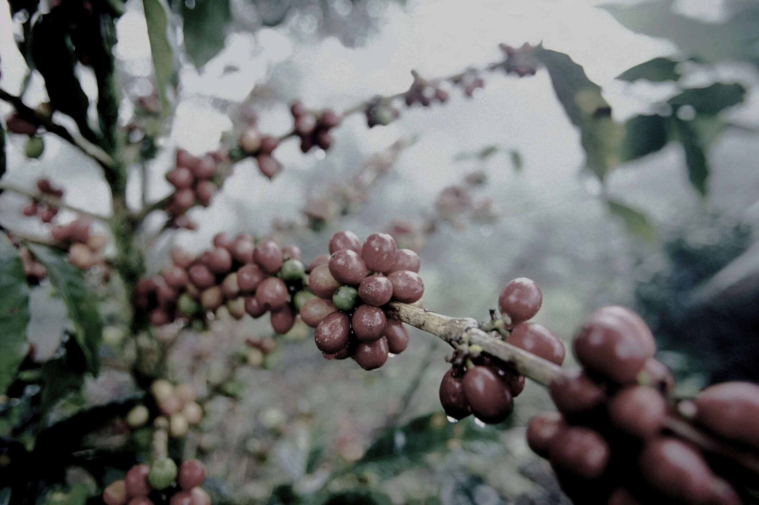 Leftfield Coffee Roasters | Coffee Roasters Perth | Perth Coffee ...