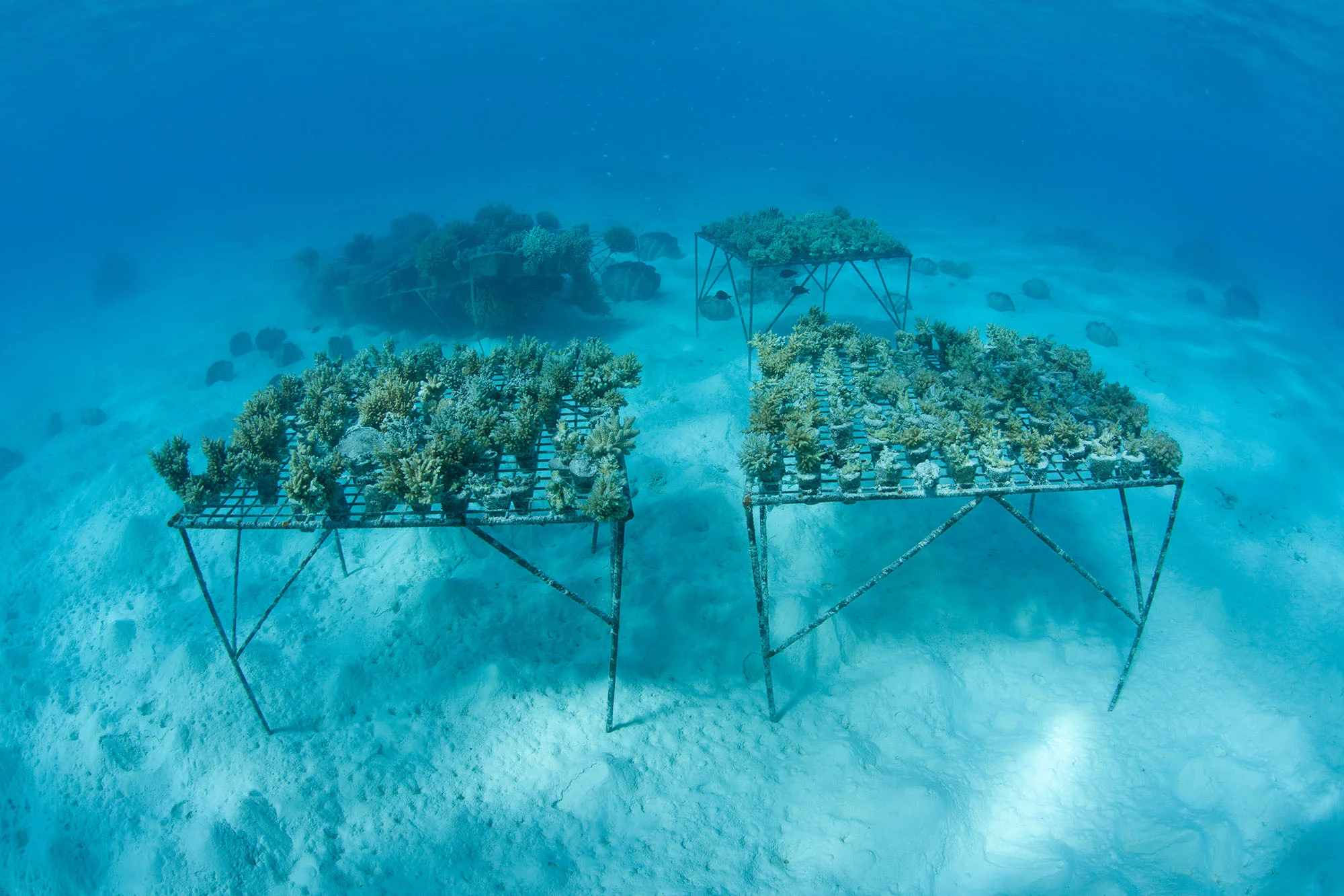 Aqua Marindo - Indonesia