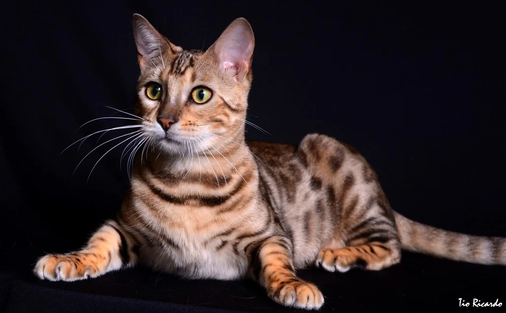 COMO ADQUIRIR SEU BENGAL — www.bengalbrasilis.com.br