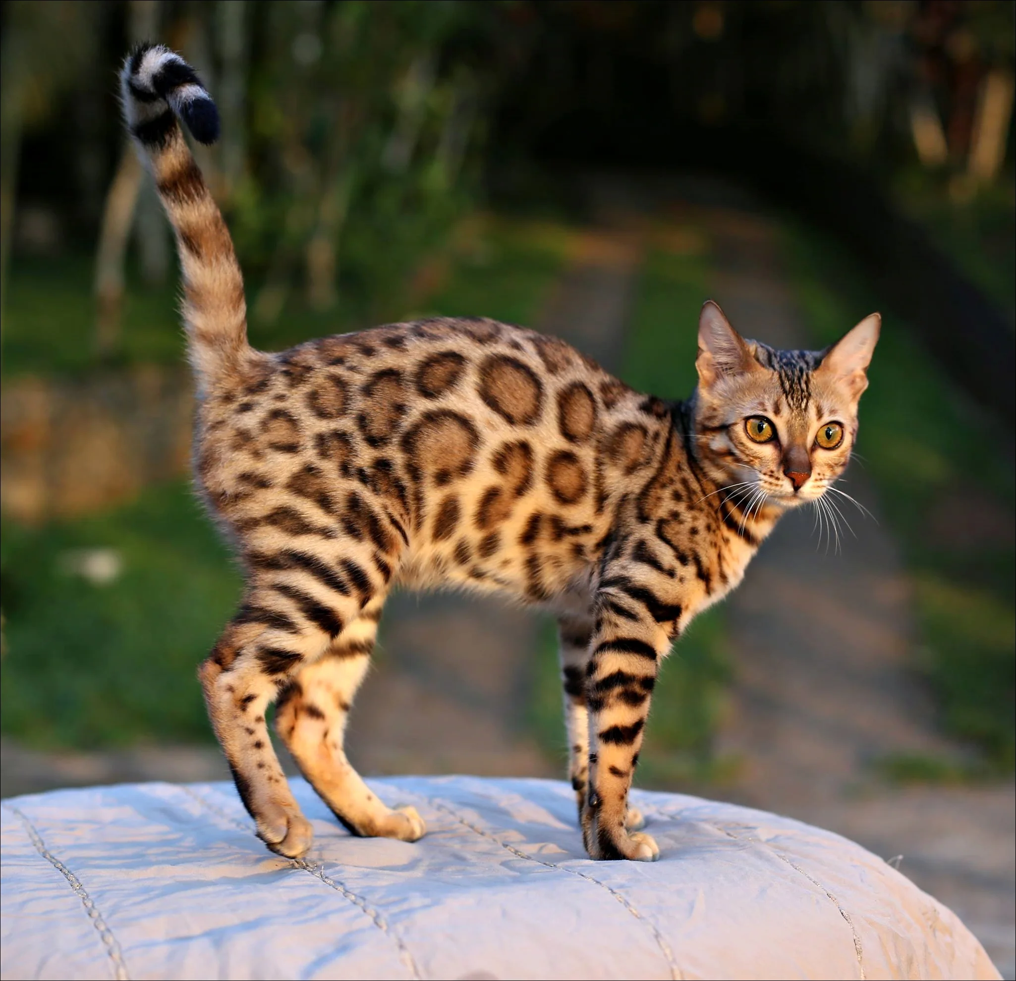 COMO ADQUIRIR SEU BENGAL — www.bengalbrasilis.com.br