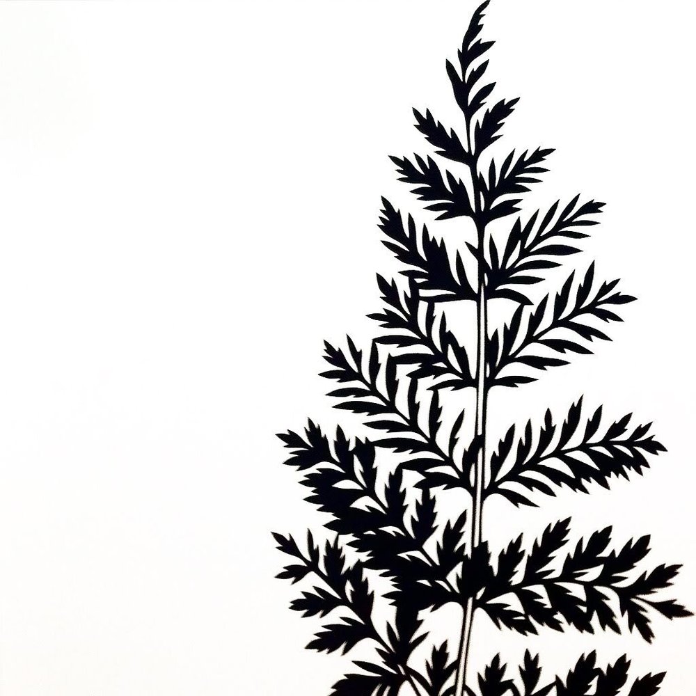 Lady Fern Drawing