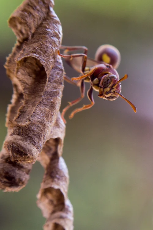 Macro on the cheap... — John Rowell Photography