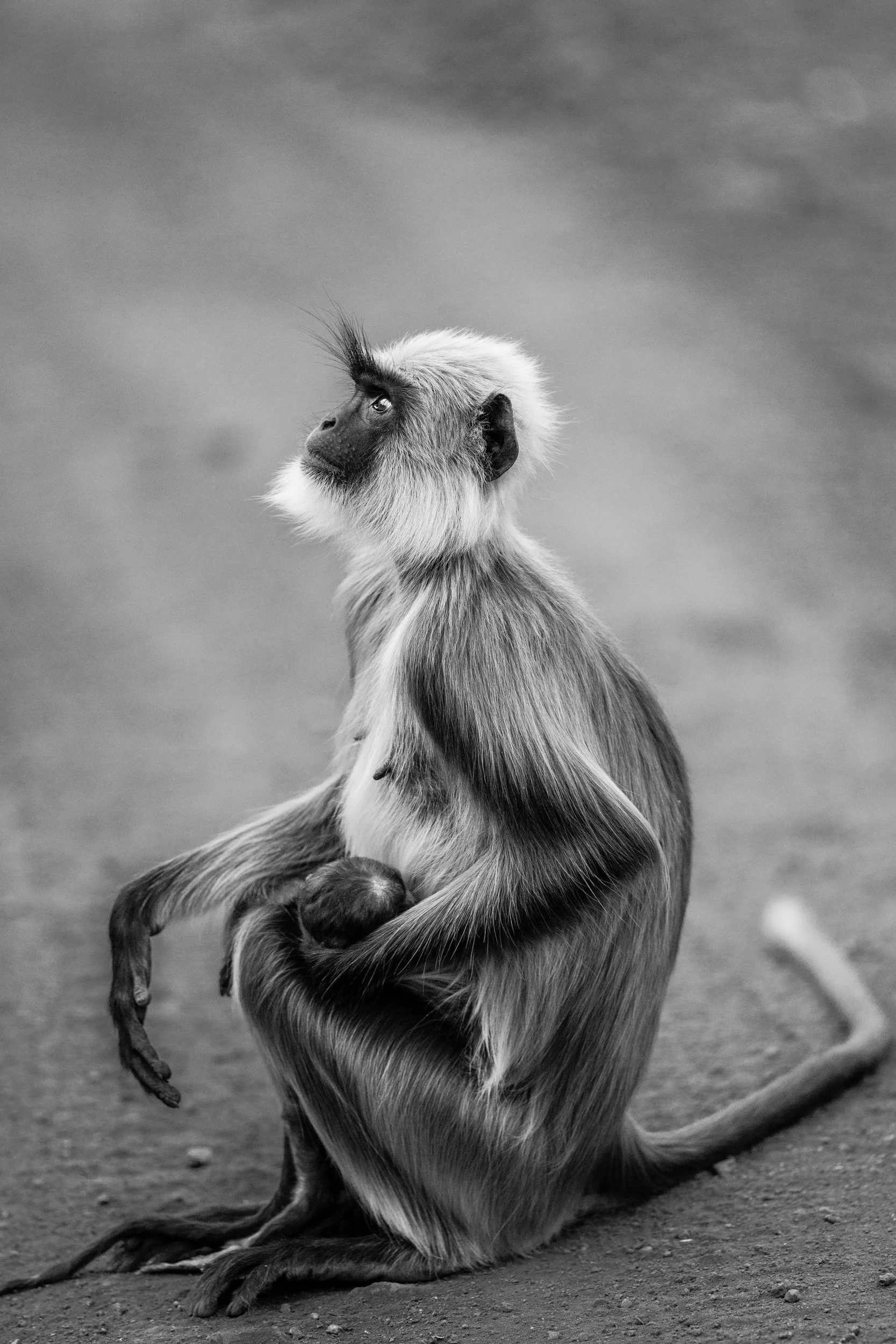 The grieving monkey — John Rowell Photography