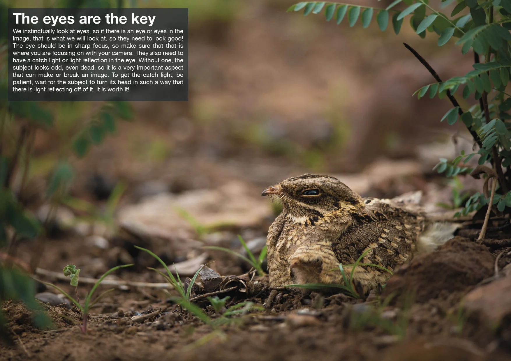 01 - The eyes are key! — John Rowell Photography