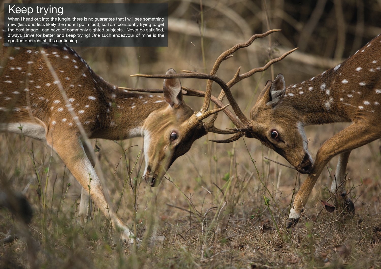 16 - Keep trying — John Rowell Photography