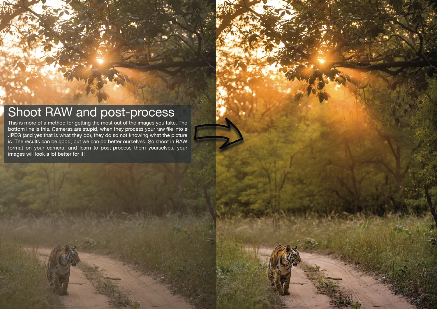 18 - Shoot RAW and post-process — John Rowell Photography