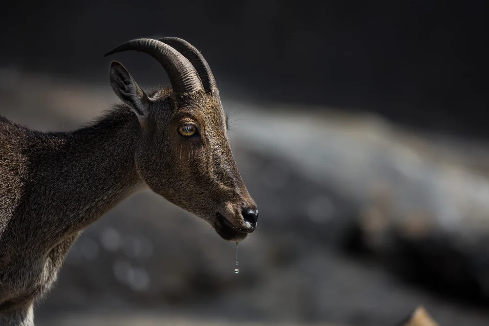 A LOOK BACK AT 2016! — John Rowell Photography