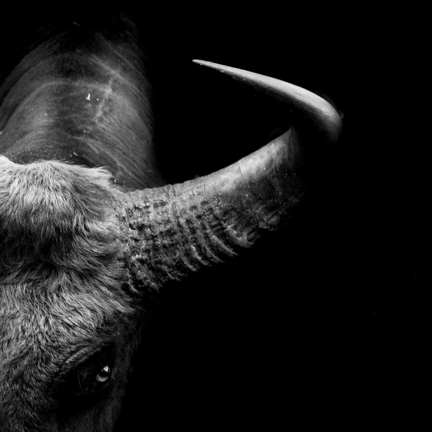Wild ART — John Rowell Photography