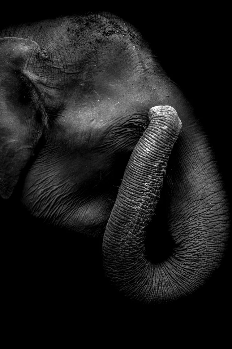 Wild ART — John Rowell Photography