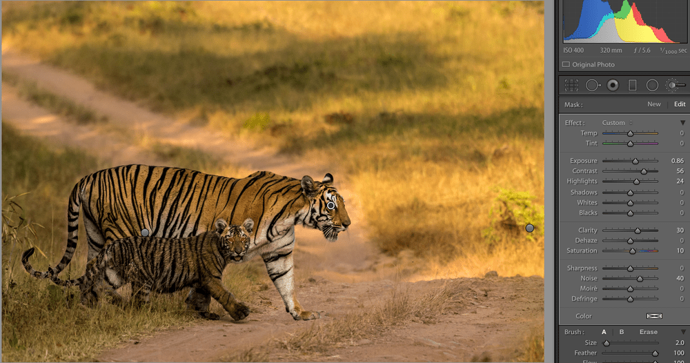 Processing Aditya's Tigers — John Rowell Photography