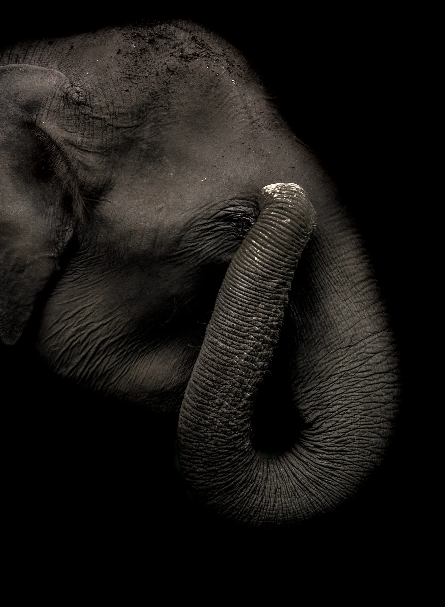 Save the elephant day — John Rowell Photography