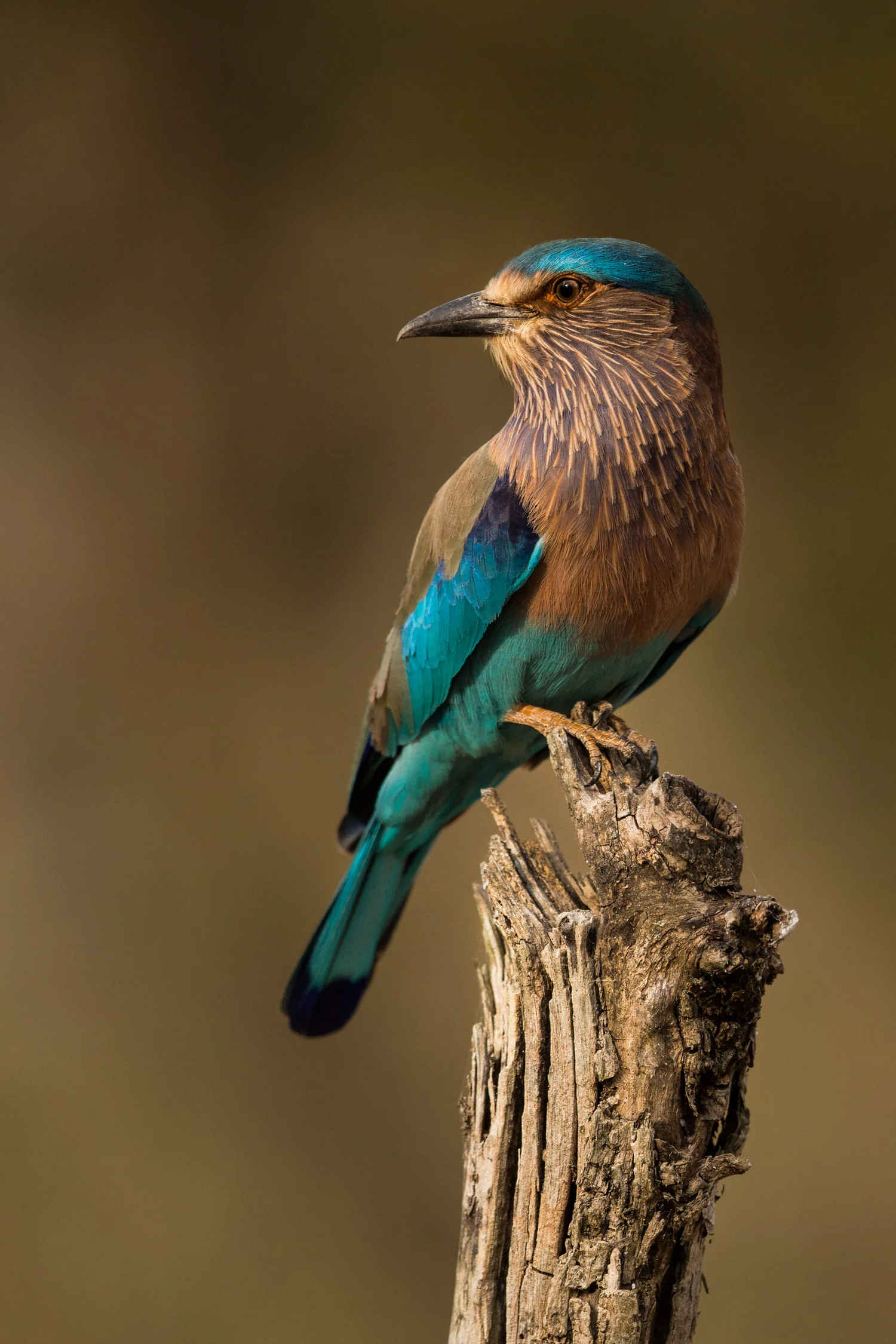 How to get a blurred background — John Rowell Photography