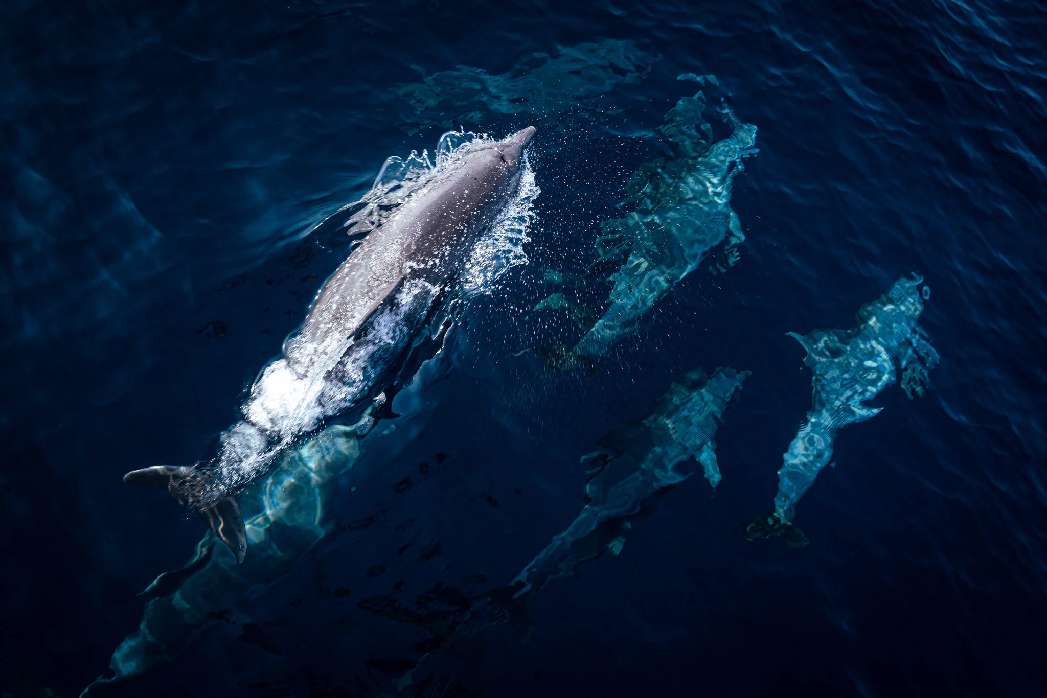 New Work — Jason Hatfield Stills & Motion