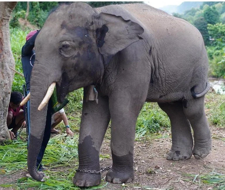 Proper Chain Use — Asian Elephant Support