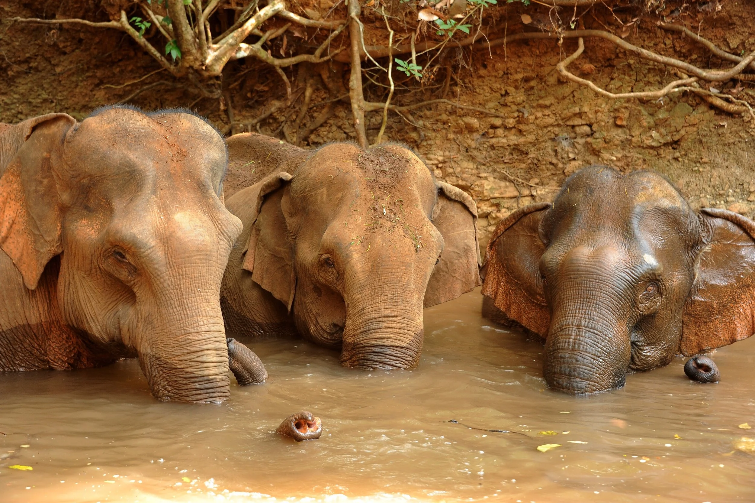 Asian Elephant Support