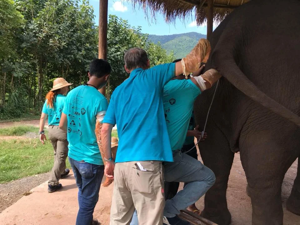 Myanmar Elephant Care Workshop — Asian Elephant Support