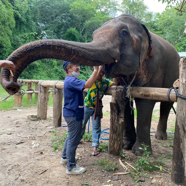 Asian Elephant Support