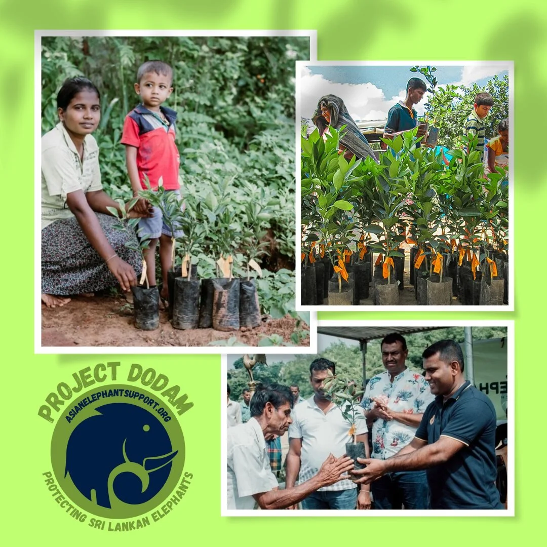 Asian Elephant Support
