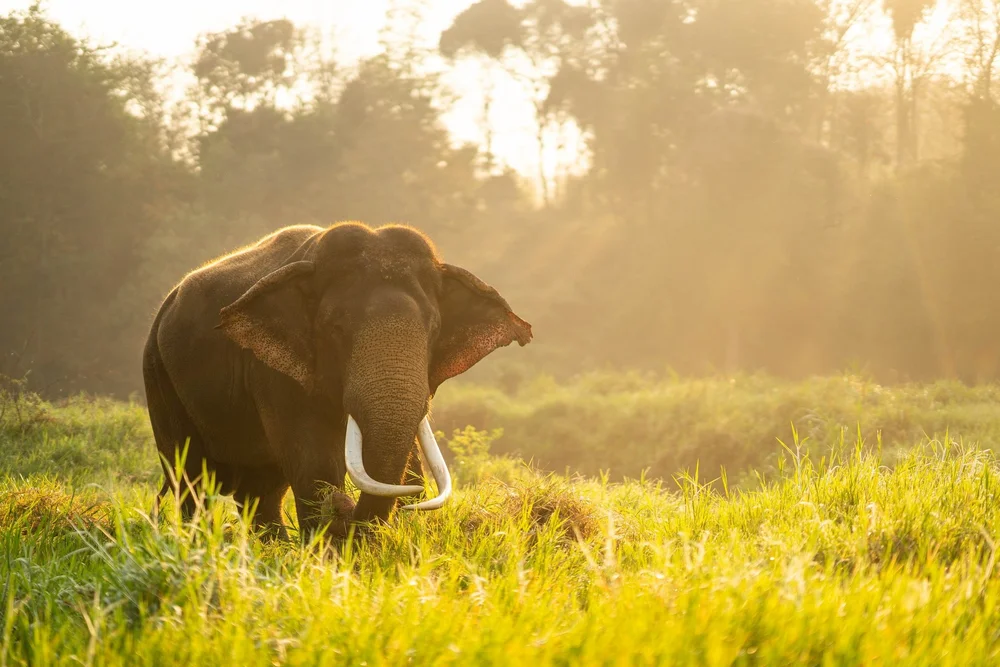 Best Practices in Elephant Care — Asian Elephant Support