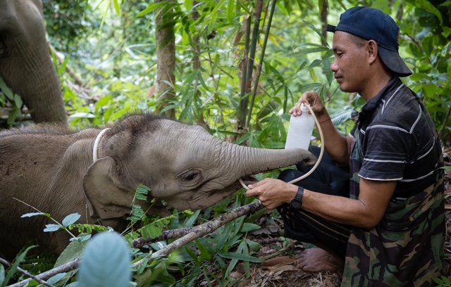 Projects & Foundation News — Asian Elephant Support