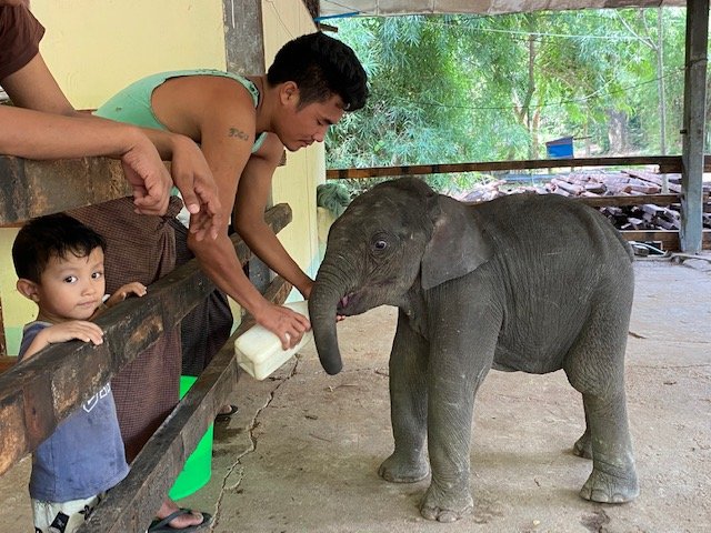 Myanmar — Projects & Foundation News — Asian Elephant Support