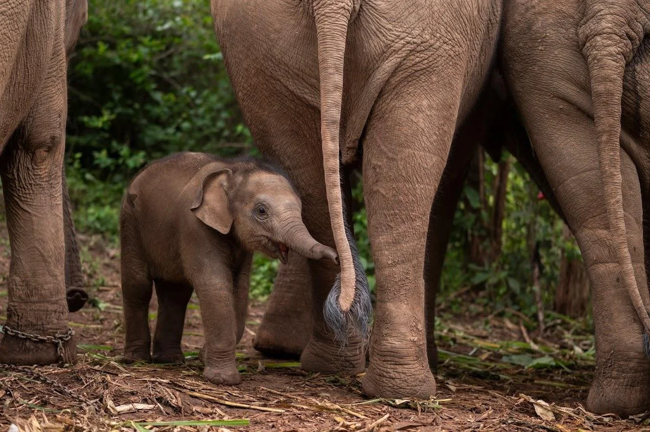 Thailand — Projects & Foundation News — Asian Elephant Support