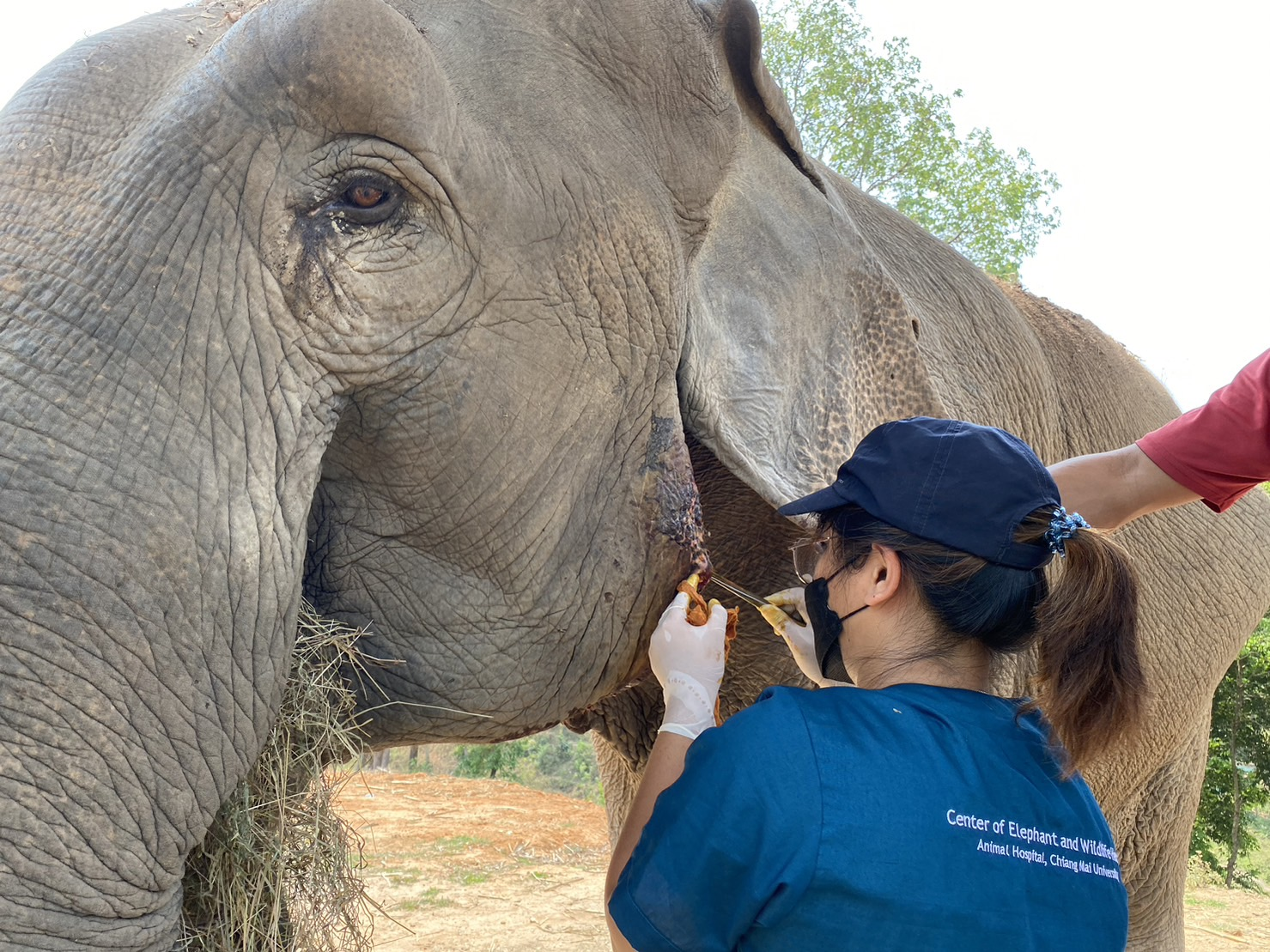 Chiang Mai University's Mobile Vet Clinic - March 2023 — Asian Elephant ...