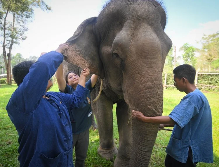 Financial Reports — Asian Elephant Support