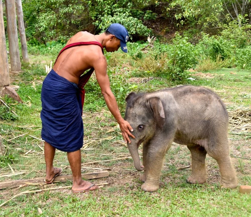 Myanmar — Projects & Foundation News — Asian Elephant Support