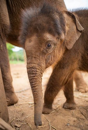 Elephant Endotheliotropic Herpesvirus (EEHV) — Asian Elephant Support