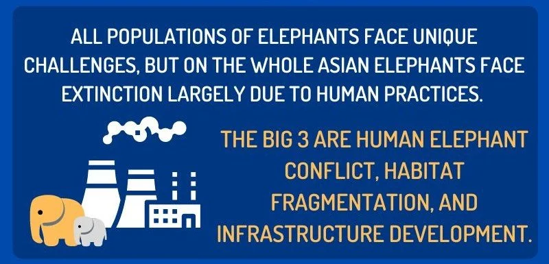 Asian Elephant Support