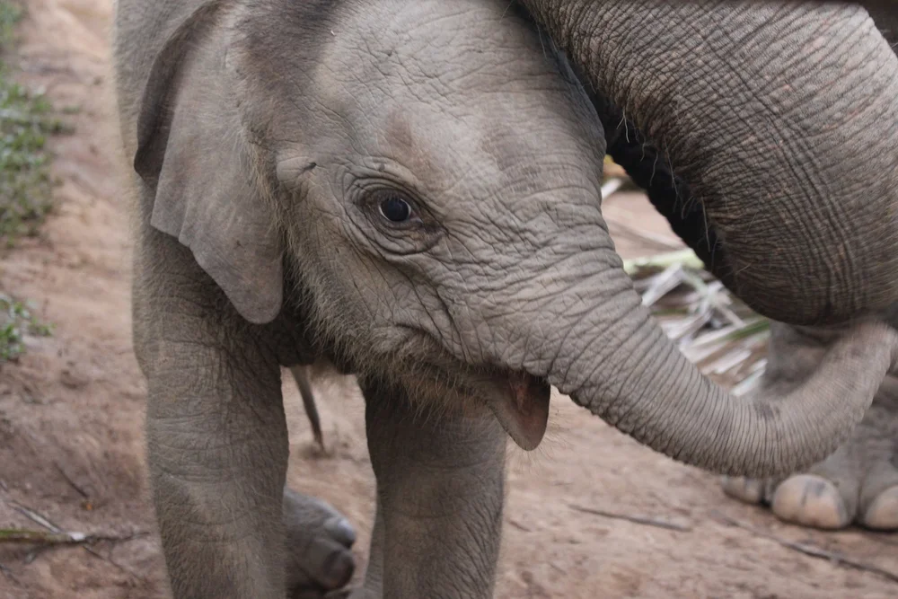 Best Practices in Elephant Care — Asian Elephant Support