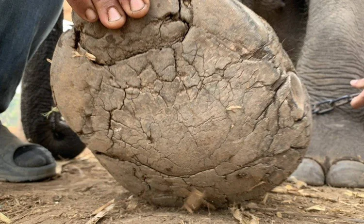 Veterinary — Projects & Foundation News — Asian Elephant Support