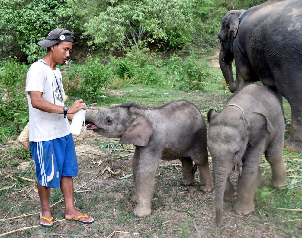 Myanmar — Projects & Foundation News — Asian Elephant Support