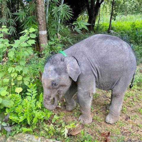 Myanmar — Projects & Foundation News — Asian Elephant Support