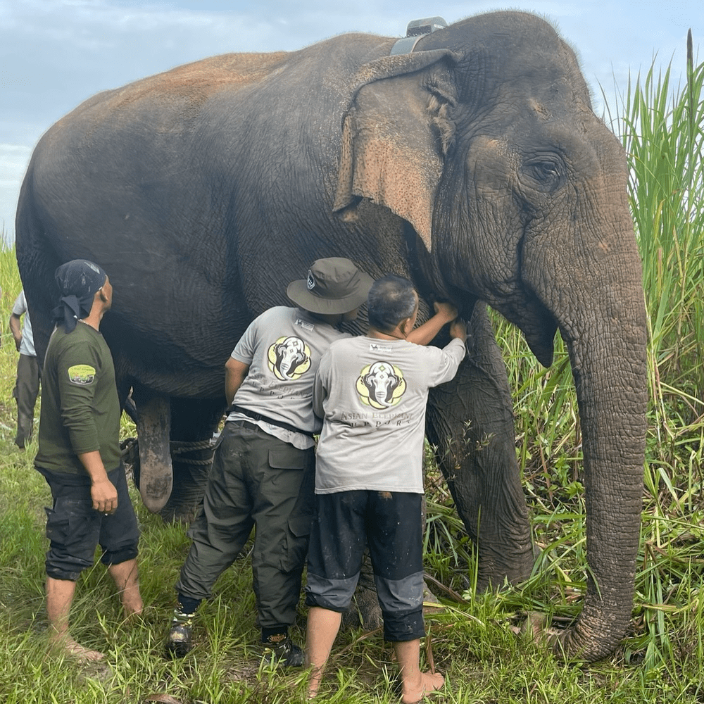 Our Mission — Asian Elephant Support
