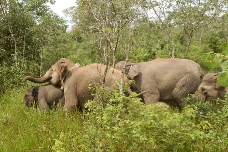 Our Mission — Asian Elephant Support